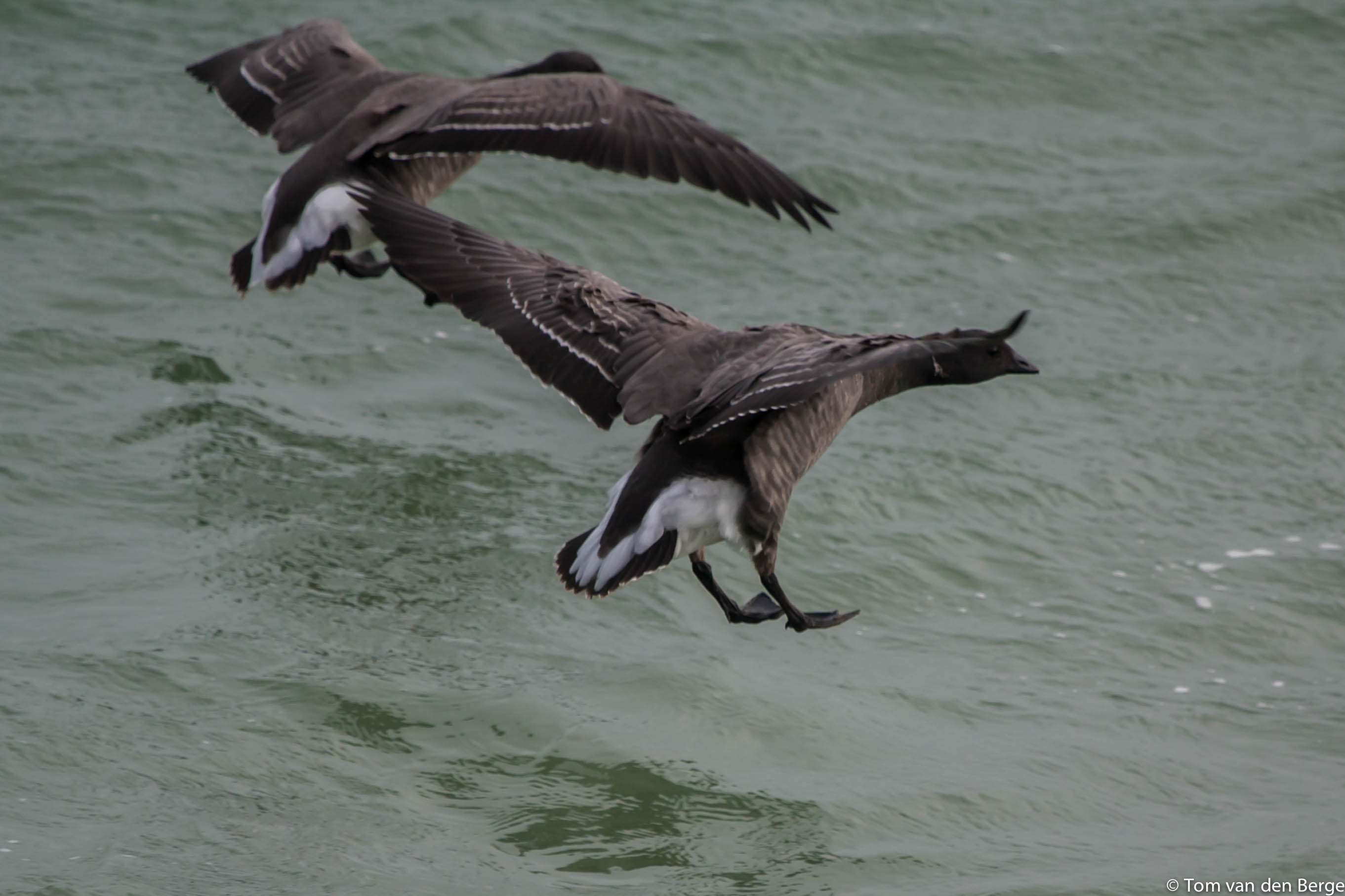rotganzen landend SD - Birds and Nature Photography by Tom van den Berge